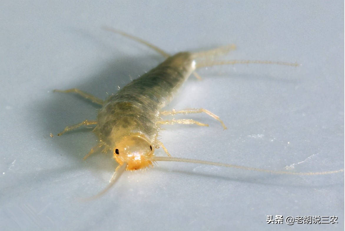 It looks like a fish and specializes in destroying clothes and books ...