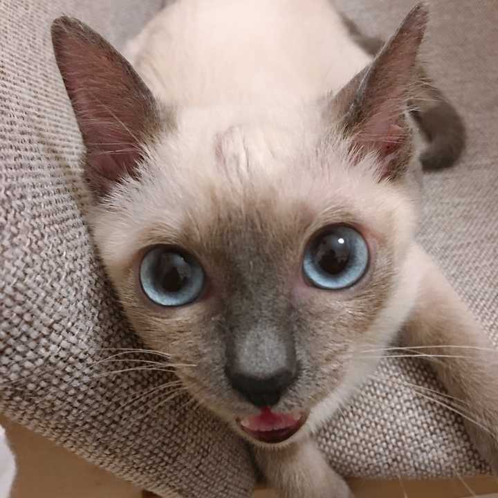 Can Siamese cats have cheeks? - iNEWS