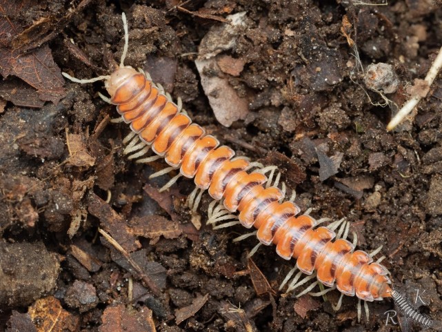 Japanese train millipedes blocked the tracks several times in the past ...