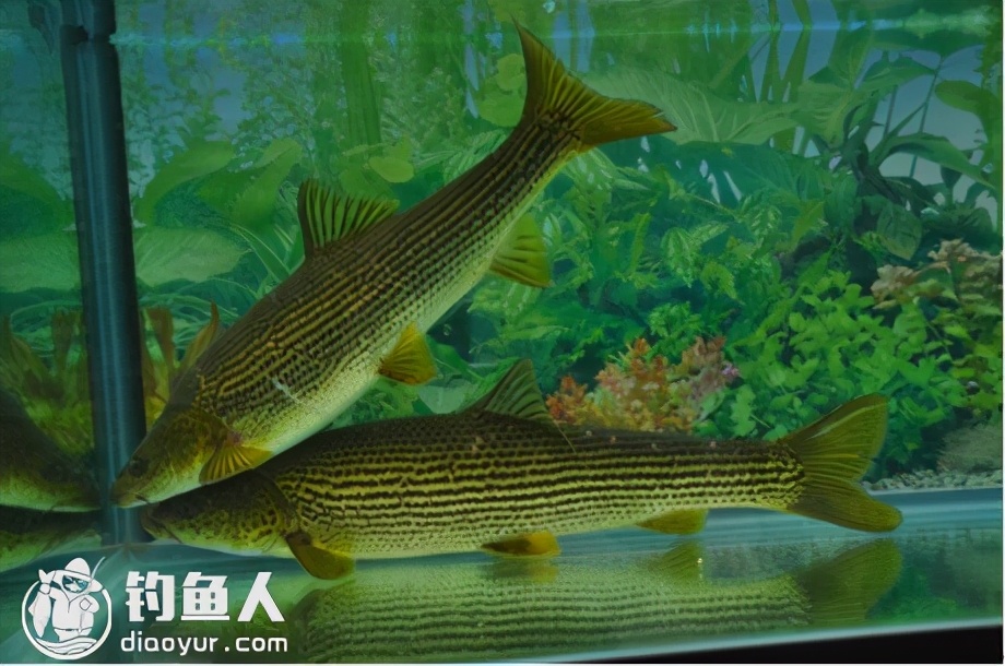The unique fish in Ya'an, Sichuan is known as the three must-sees in Ya ...