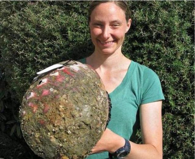 California red abalone, the largest abalone in the world, feeds 8 ...