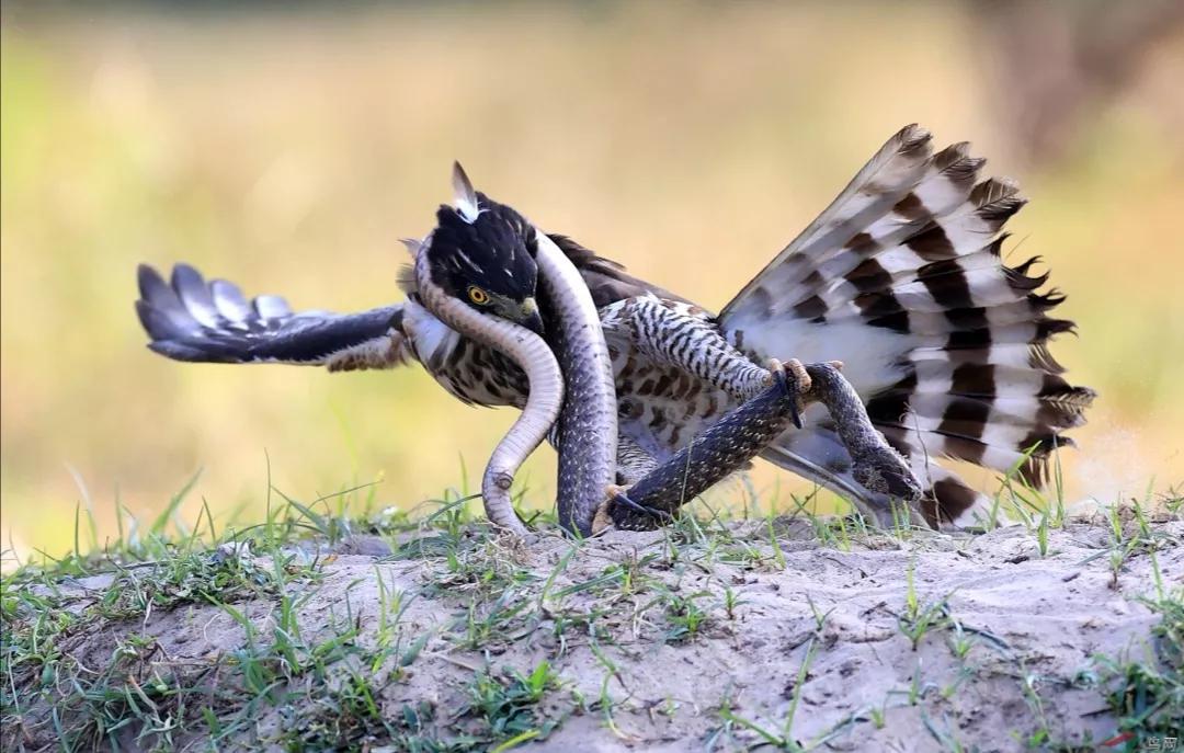 Is it possible for the snake to defeat the eagle?The crow provokes the ...