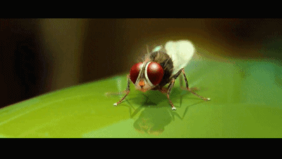 The man-eating fly can be called a bloodthirsty drill bit, and nearly a ...