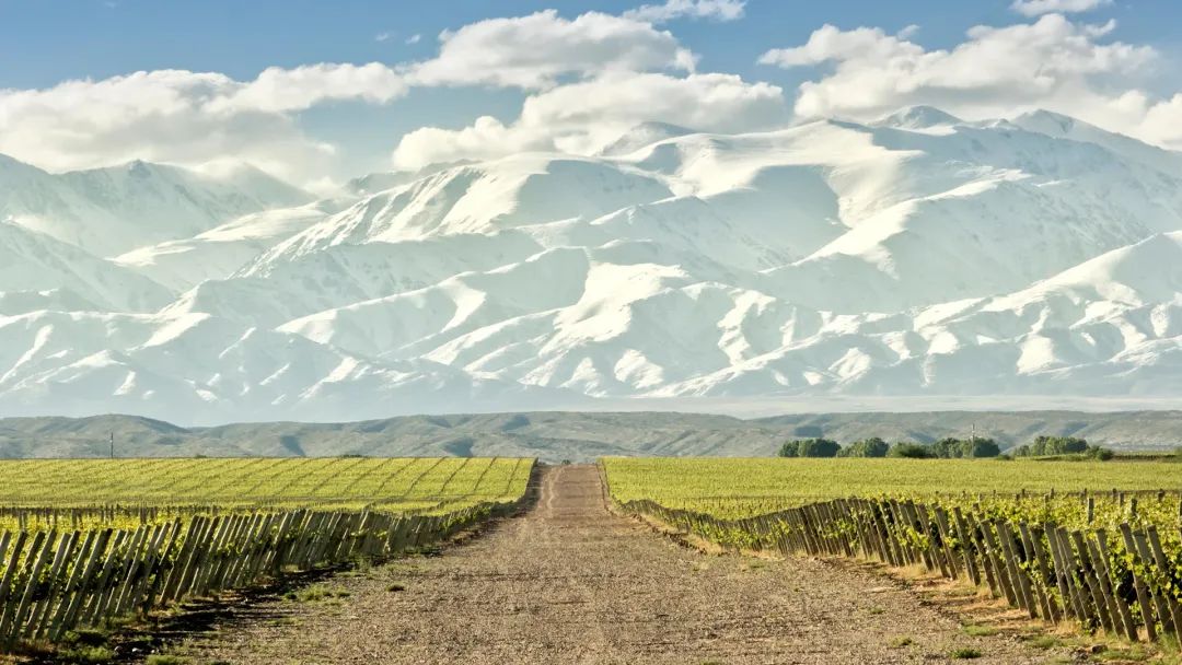 What is so special about high-altitude vineyards? - iNEWS