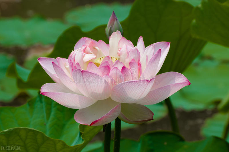 What kind of magical breeding technique is space breeding? - iNEWS