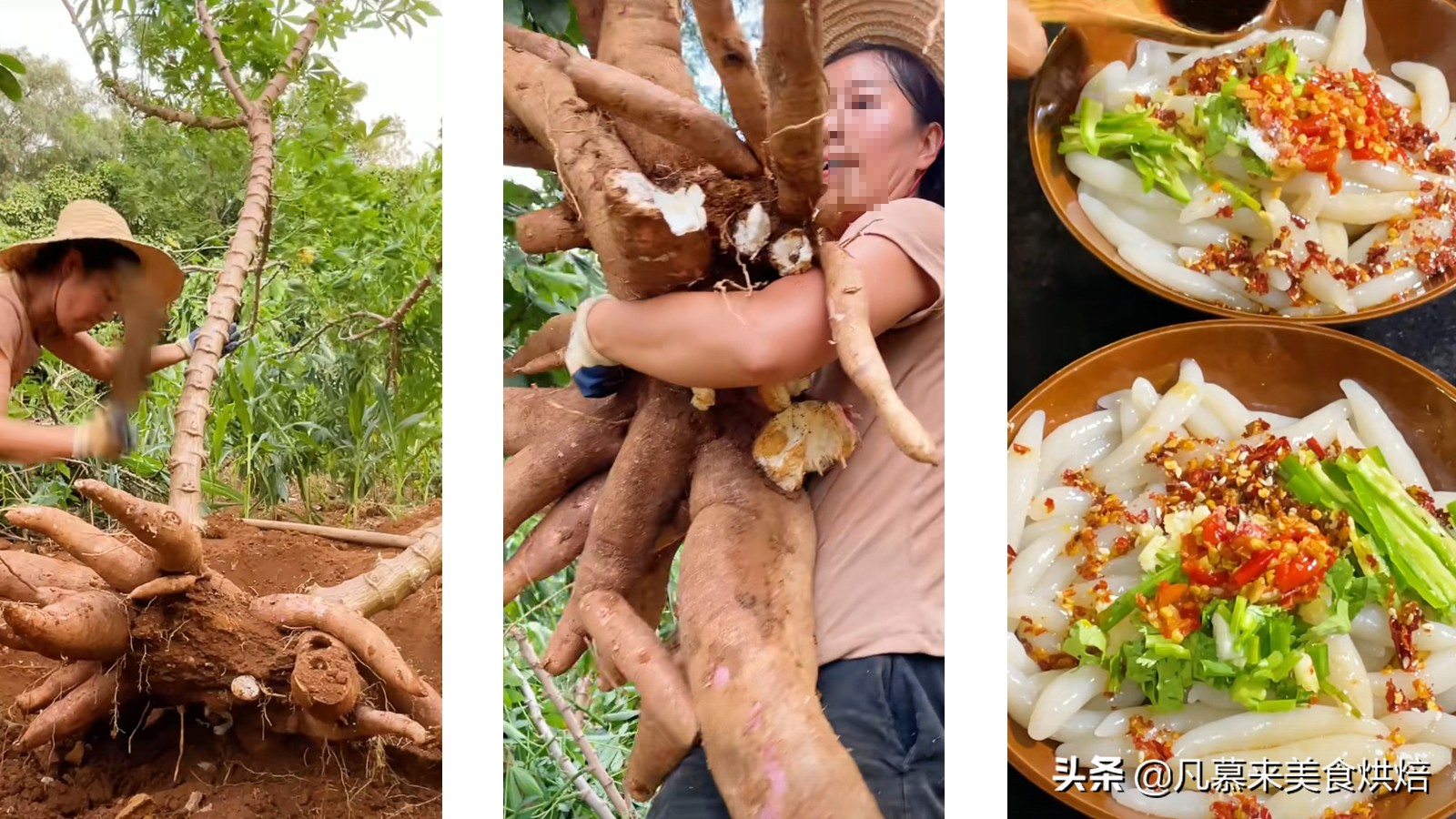 Cut back the cassava that feeds 600 million people around the world and ...