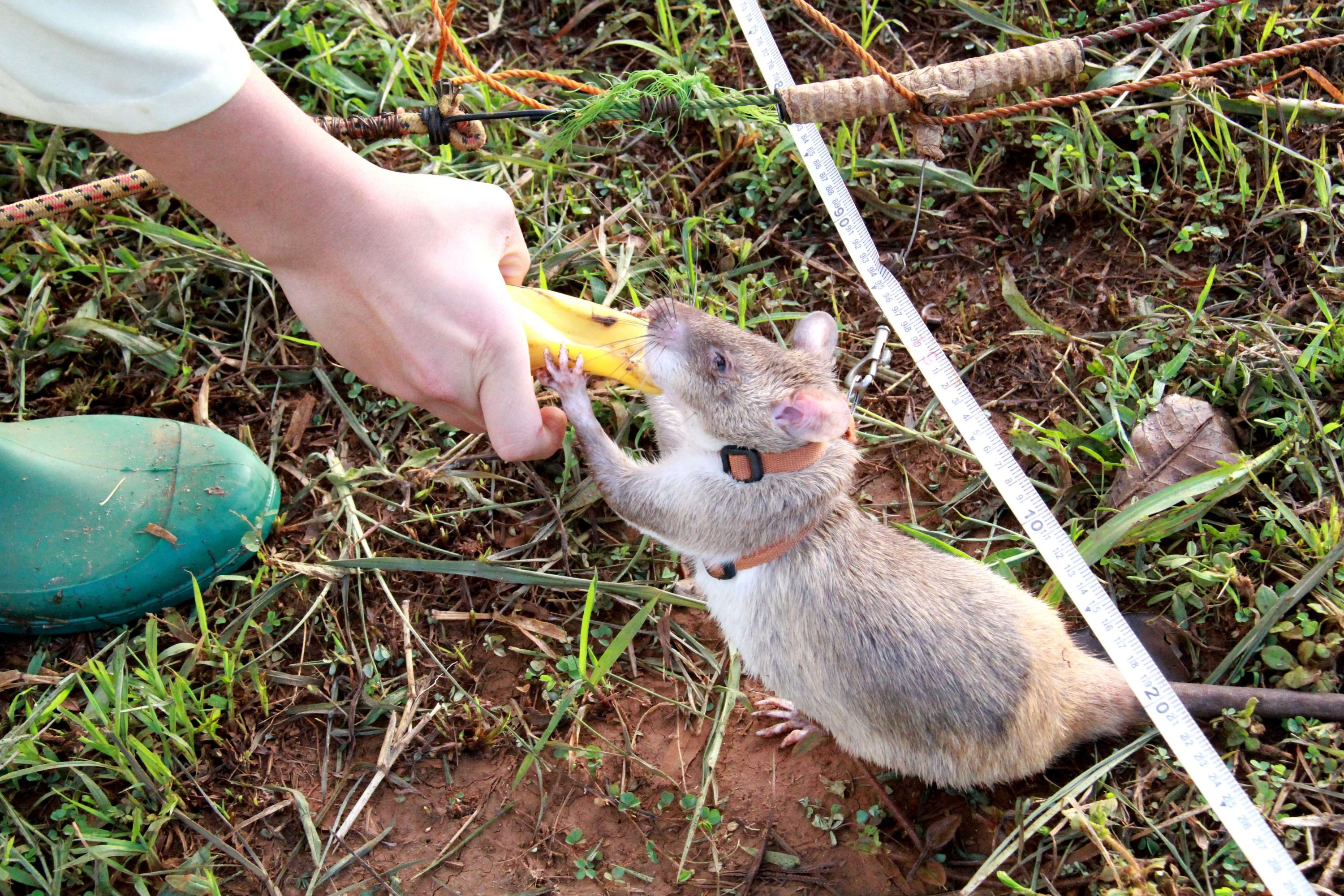There are 3 million landmines scattered in Cambodia, and countless ...