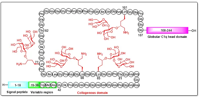 Chemical synthesis and biological evaluation of adiponectin ...