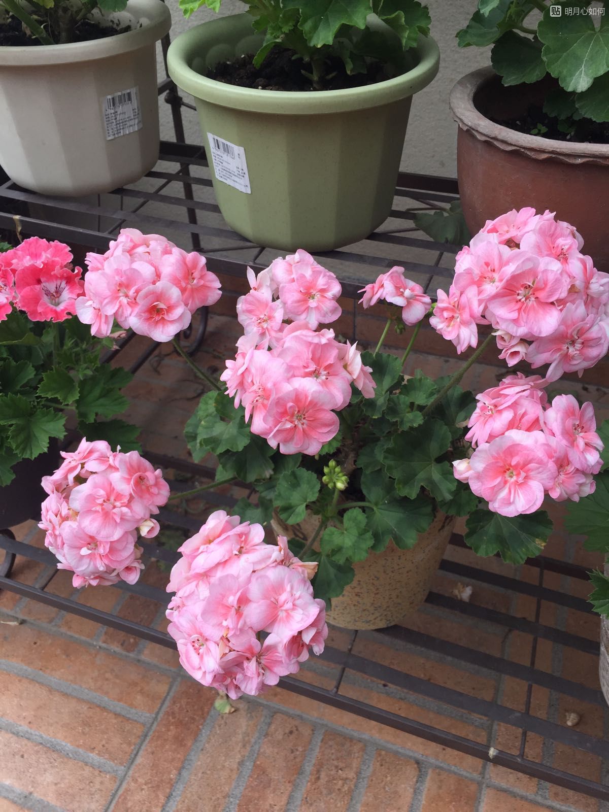 The "princess" of the geranium world, with high appearance and easy ...