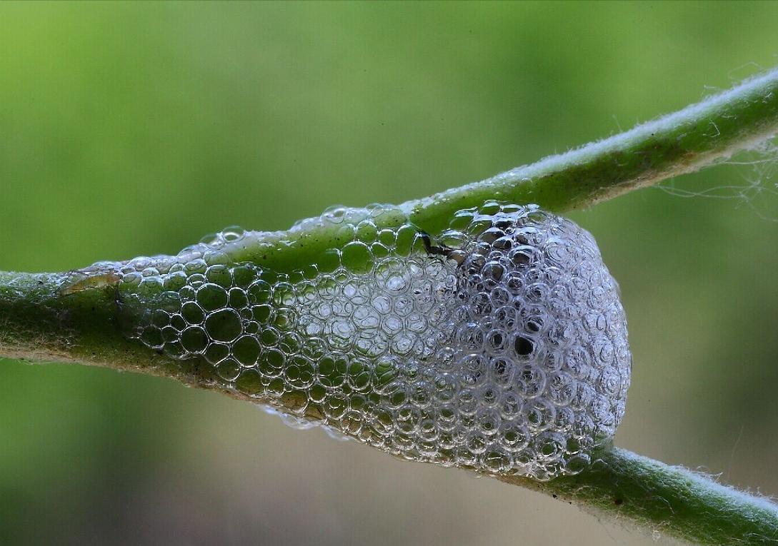 The "white momo" on the plant leaves, the old rural people say it is ...