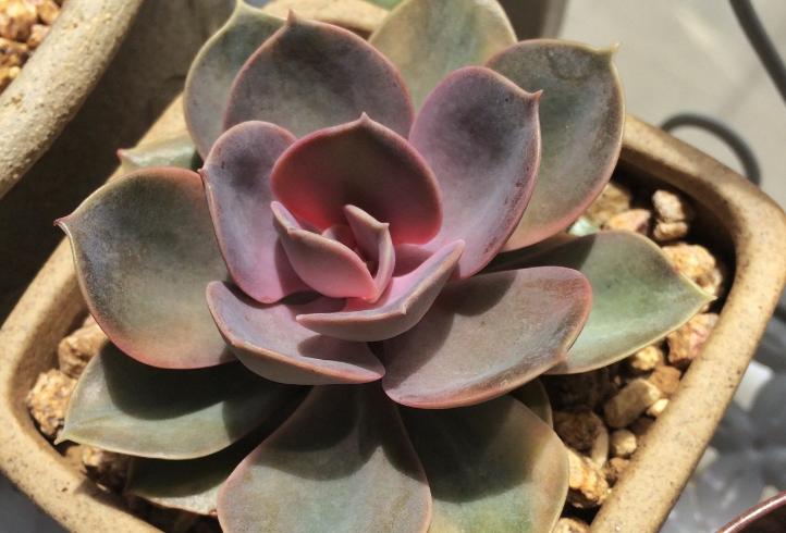Pay more attention to these 3 points, potted succulent purple pearls ...
