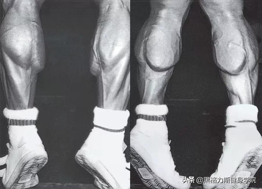 Is diamond calf too rare? In addition to being difficult to train, it ...