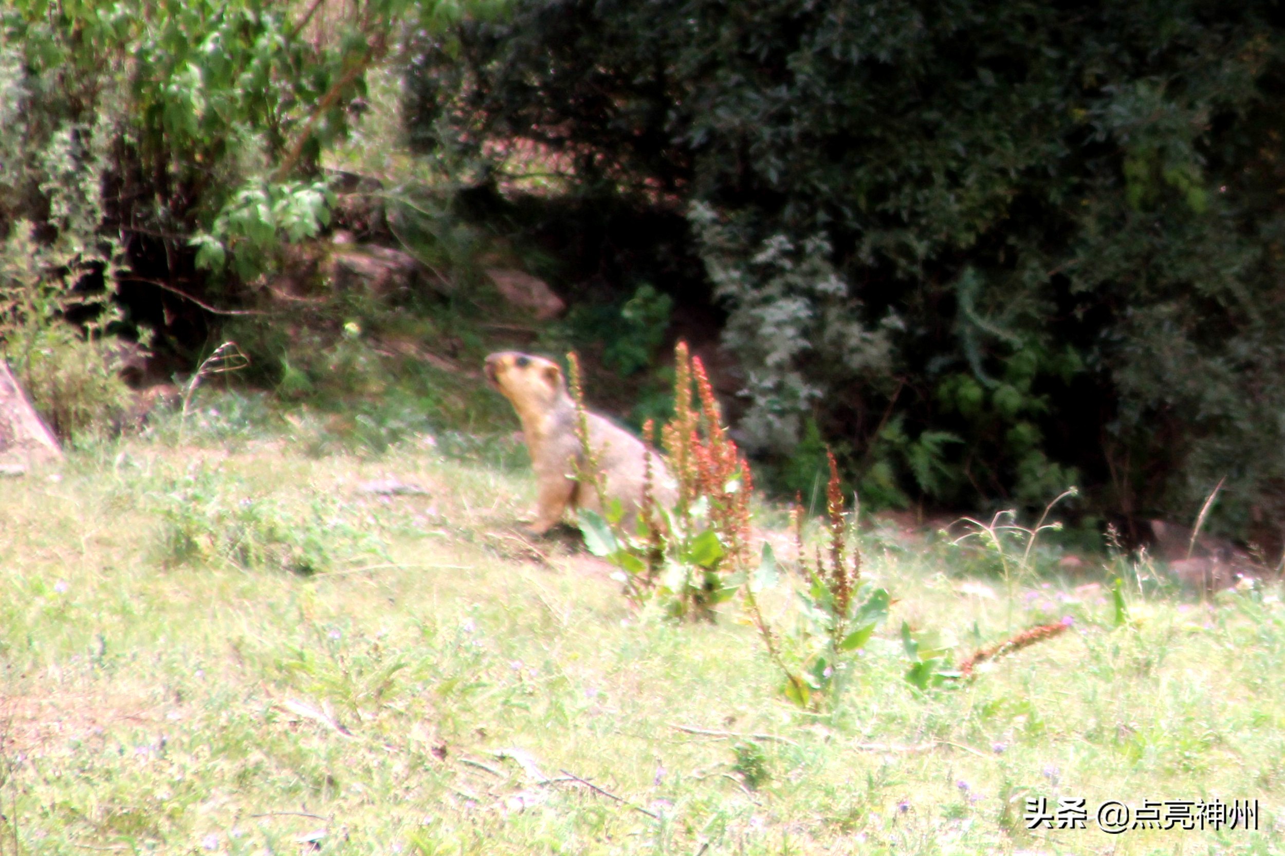 What is the chubby "big mouse" on the Qinghai-Tibet Plateau?They were ...
