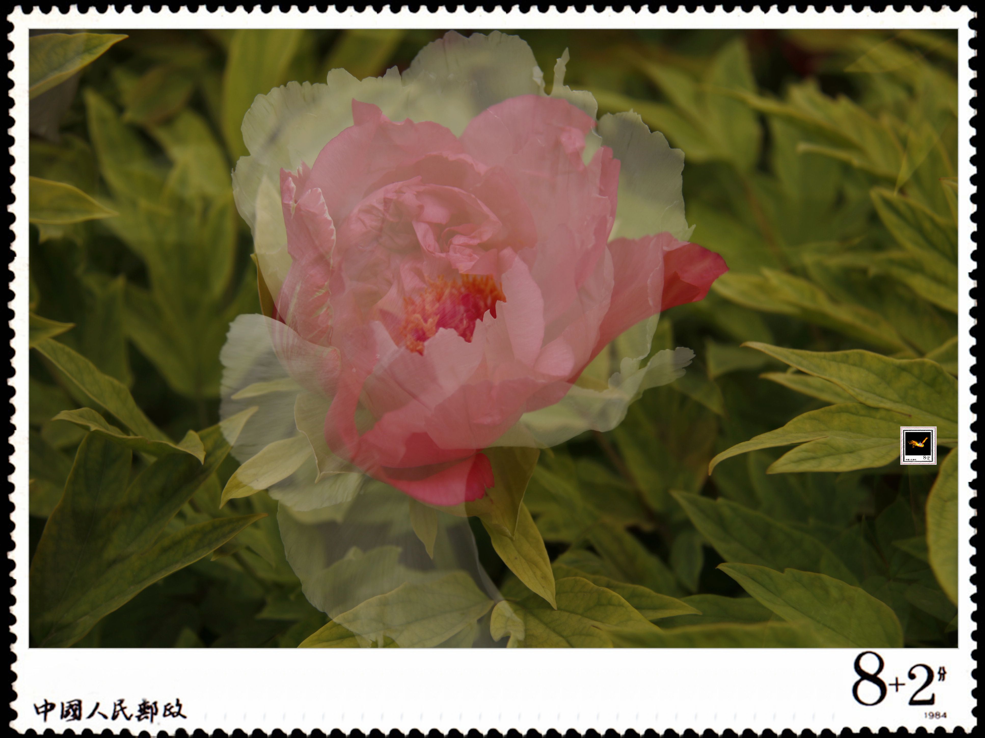 Prose Poem ︱ Peony (Original) - iNEWS
