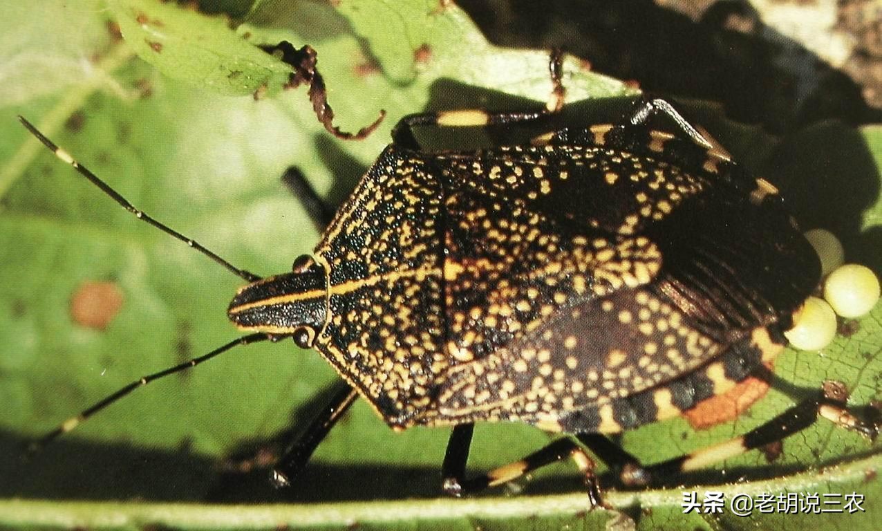 A bug that can fart, why is it considered a "treasure" by the Mexicans ...