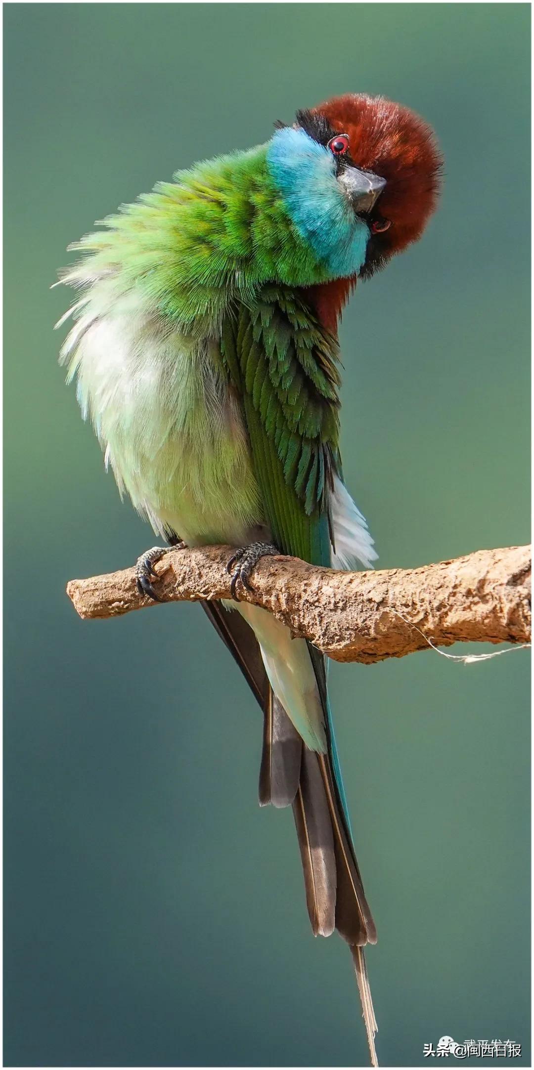 Amazing!"China's most beautiful bird" settled in Longyan Wuping - iNEWS