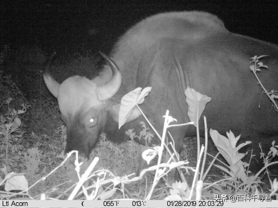 The year of the ox says ox: is there still white-rumped bison in China ...