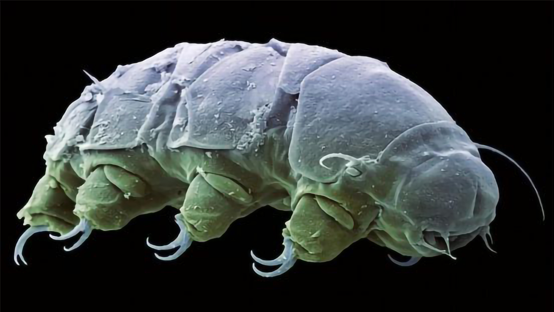 The most tenacious creature on earth: it can survive even in outer ...