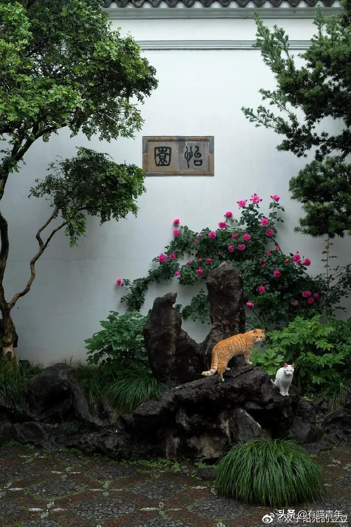 It is more famous than the Forbidden City cats. This time, the cats in ...