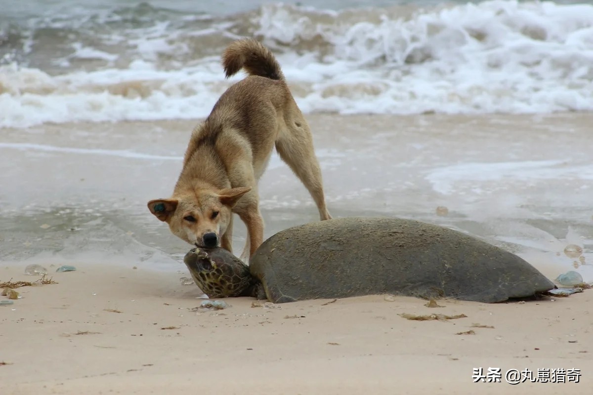 34 creepy photos of creatures: dingo tears sharks, parasites crawl on ...