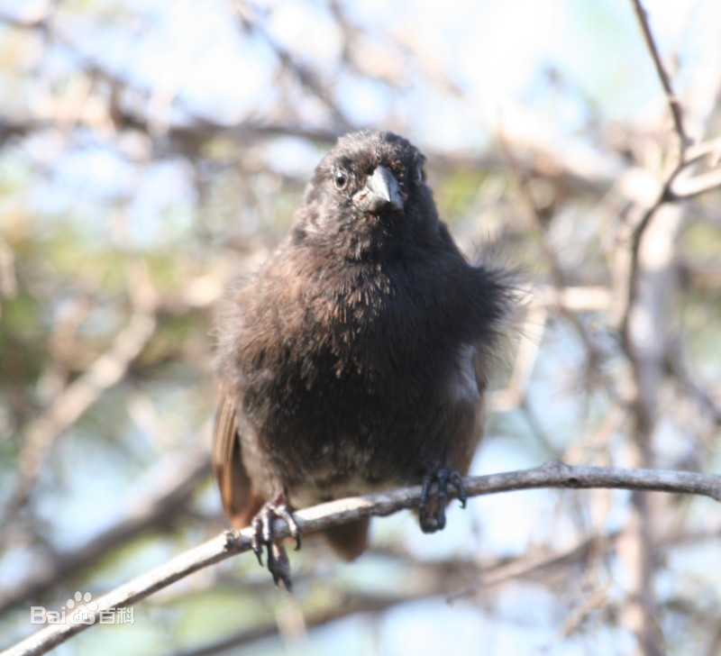 The "cute killer" who lives on blood-the sharp-billed finches - iNEWS