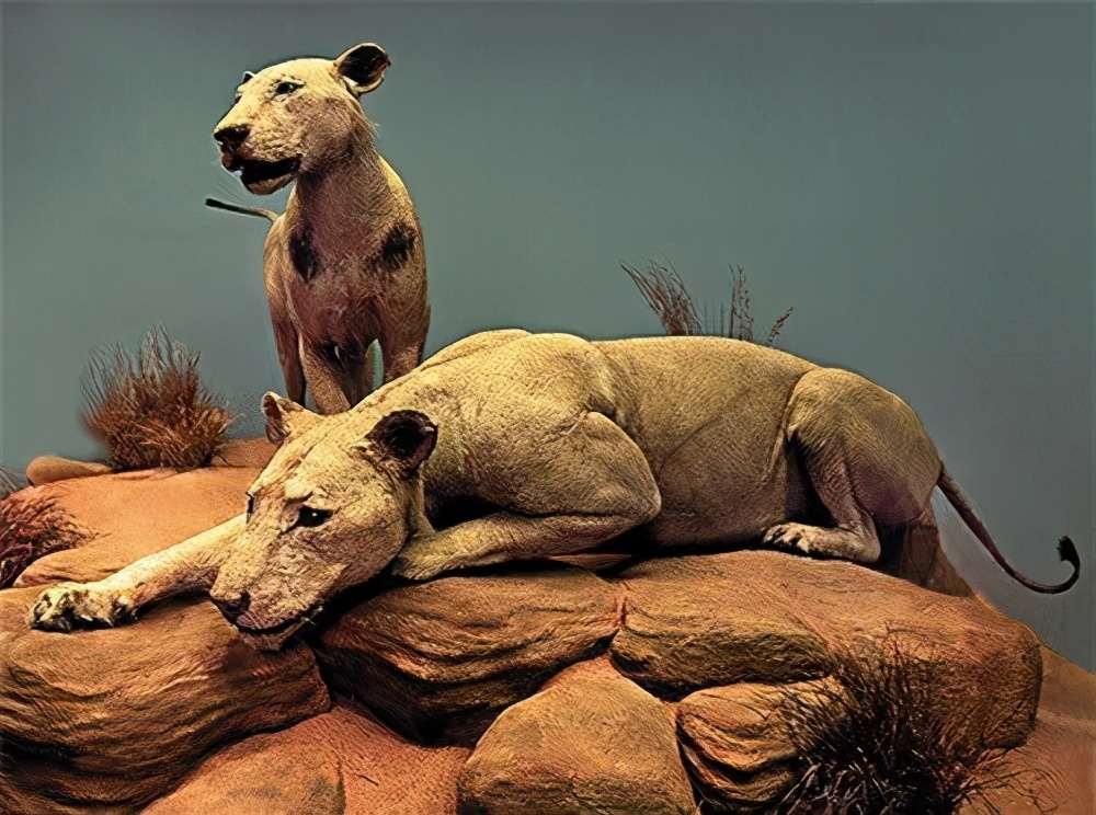 How did the "Chavo Lion", which eats 135 people a year and takes ...