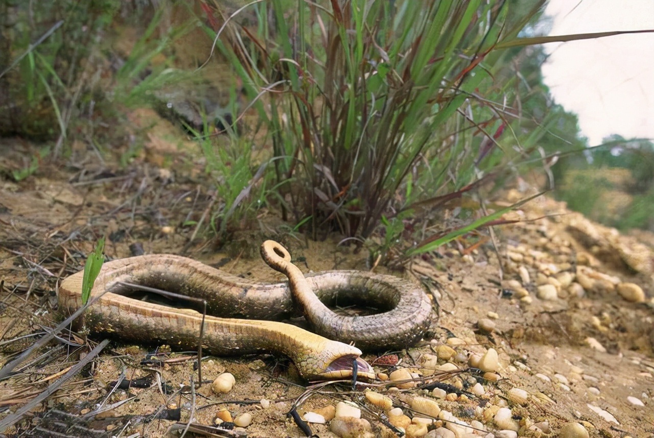 Hog-nosed snake: the little cute among the poisonous snakes, Bai has ...
