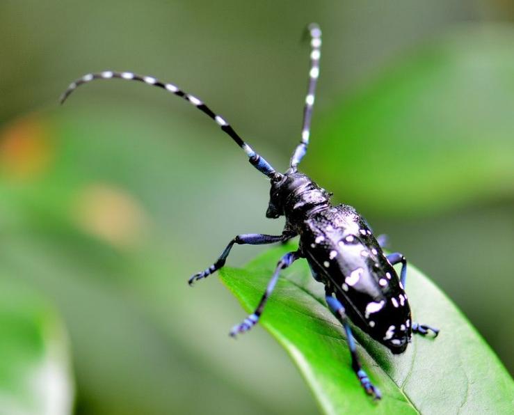20 most frightening and disgusting insects - iNEWS
