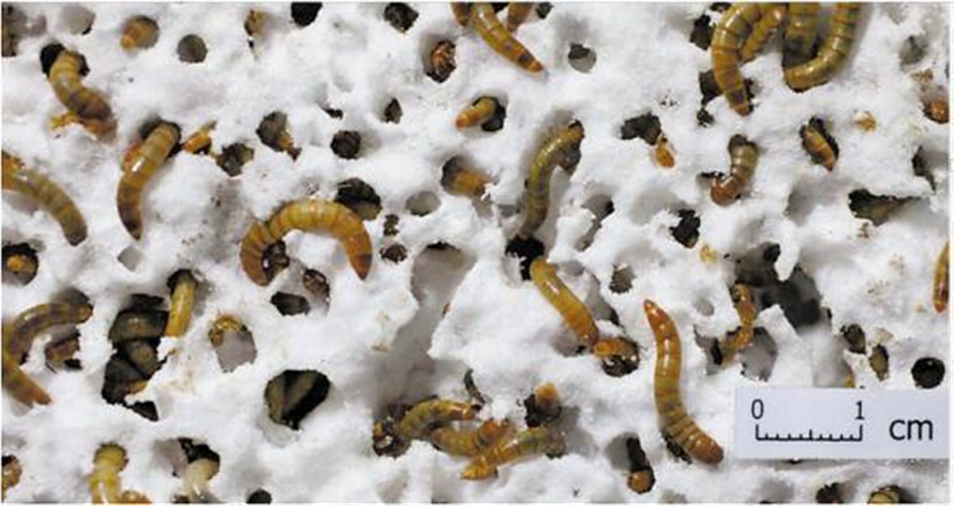 Scientists have discovered microorganisms that can degrade plastics, or ...