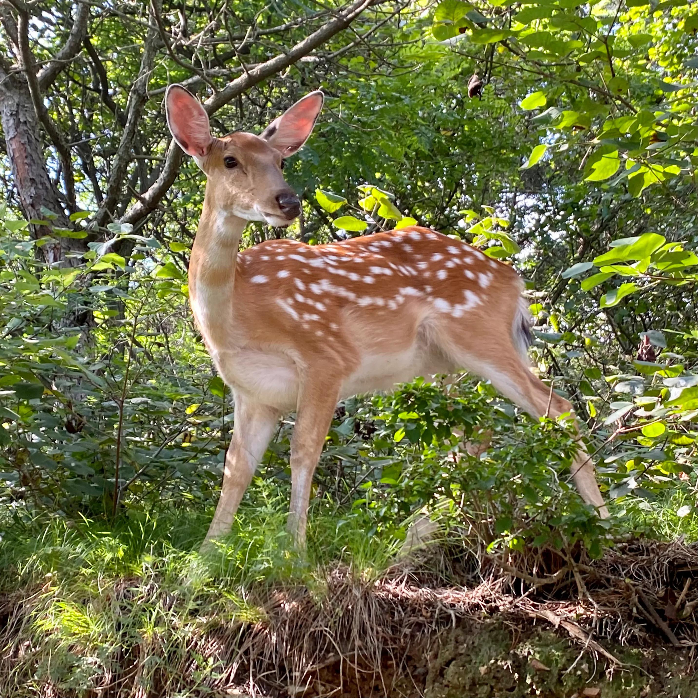 Damei Lotus Mountain - iNEWS