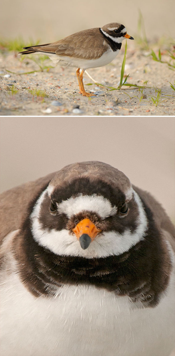 The photographer posted a bird "front VS side view" and netizens ...