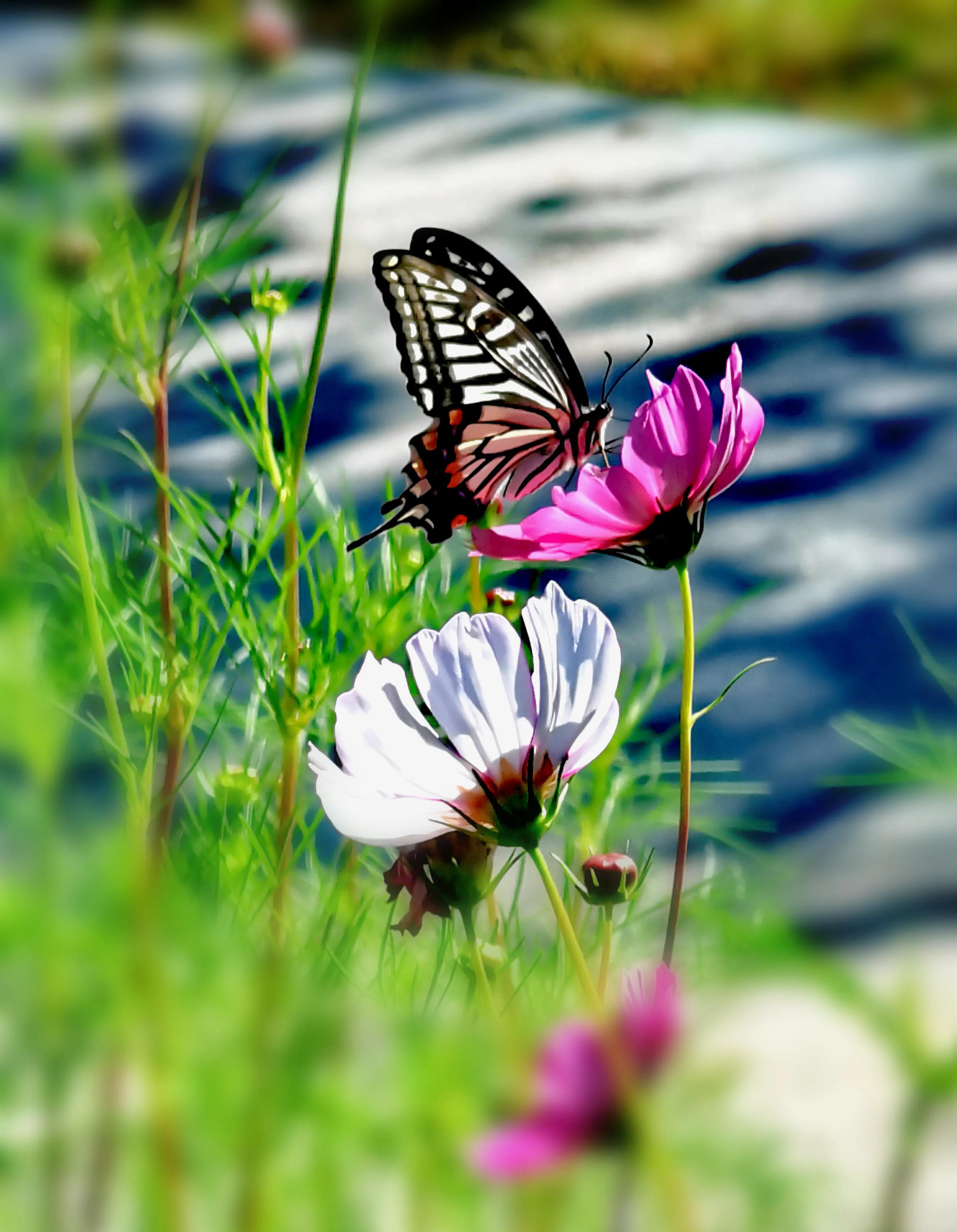 Damei Lotus Mountain - iNEWS