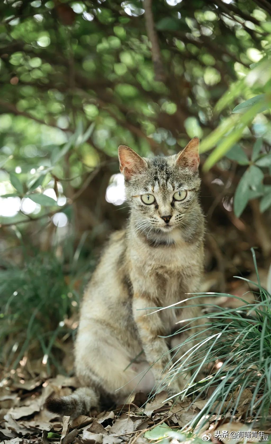 It is more famous than the Forbidden City cats. This time, the cats in ...
