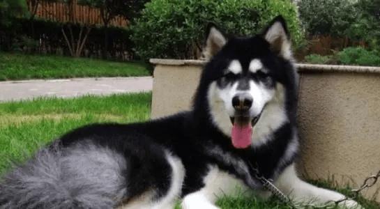 She was once known as the "goddess of ancient costume", but was ...