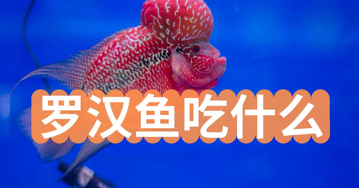 What do Luo Hanyu eat?How to enhance the color of Luohan fish? - iNEWS