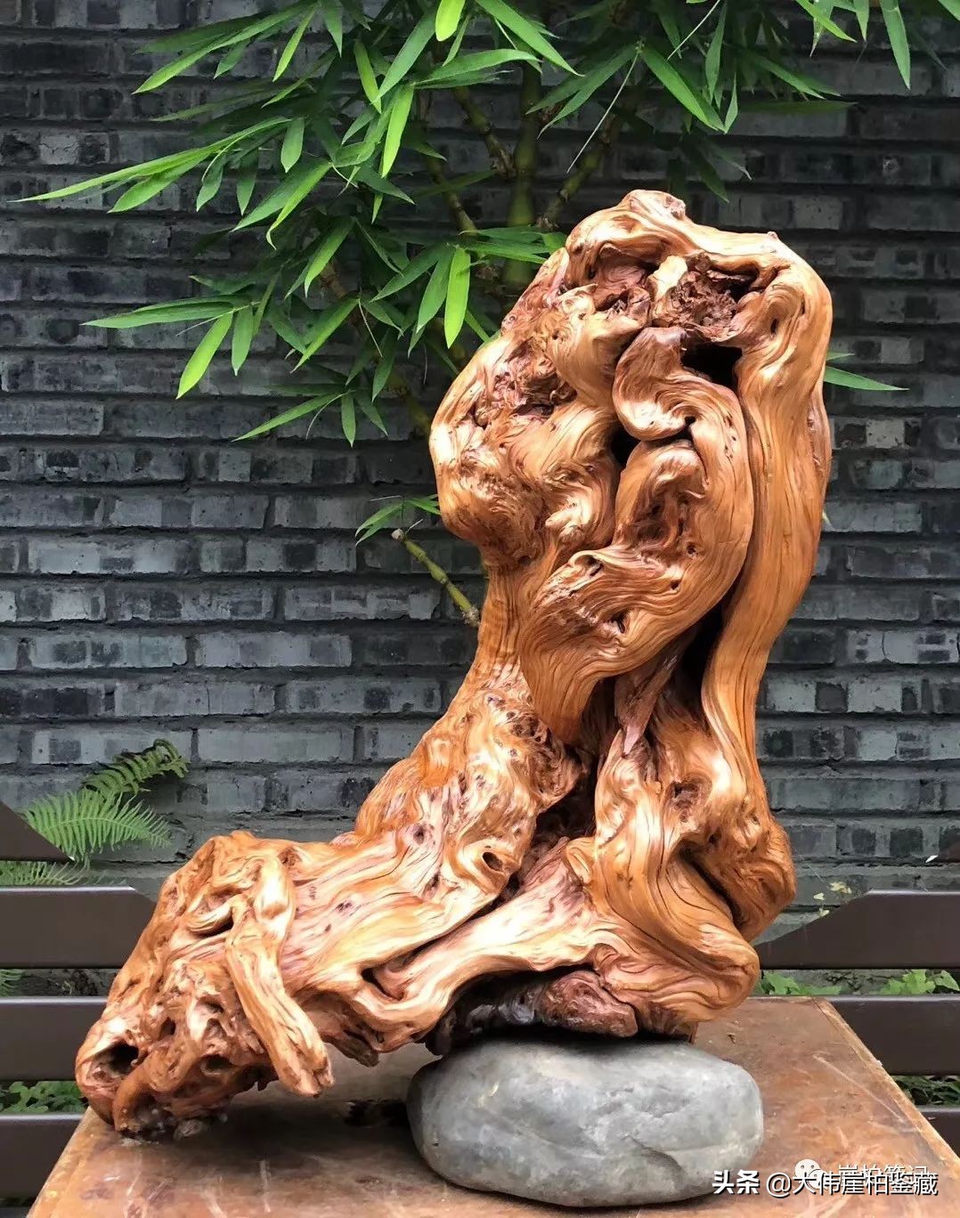 The difference between Taihang Thuja and Sichuan Thuja - iNEWS