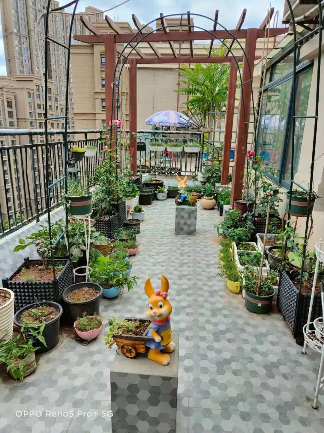 Terrace flowers growing - iNEWS