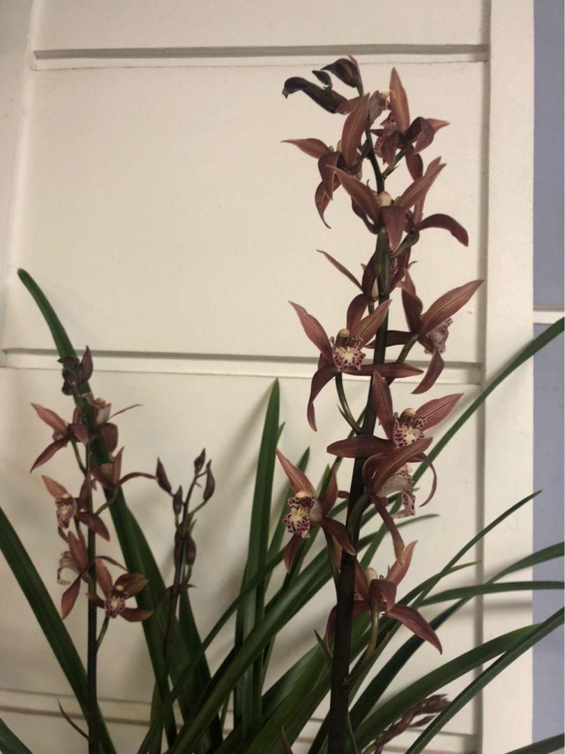 5 kinds of "rich flowers", a pot in the living room, noble and ...