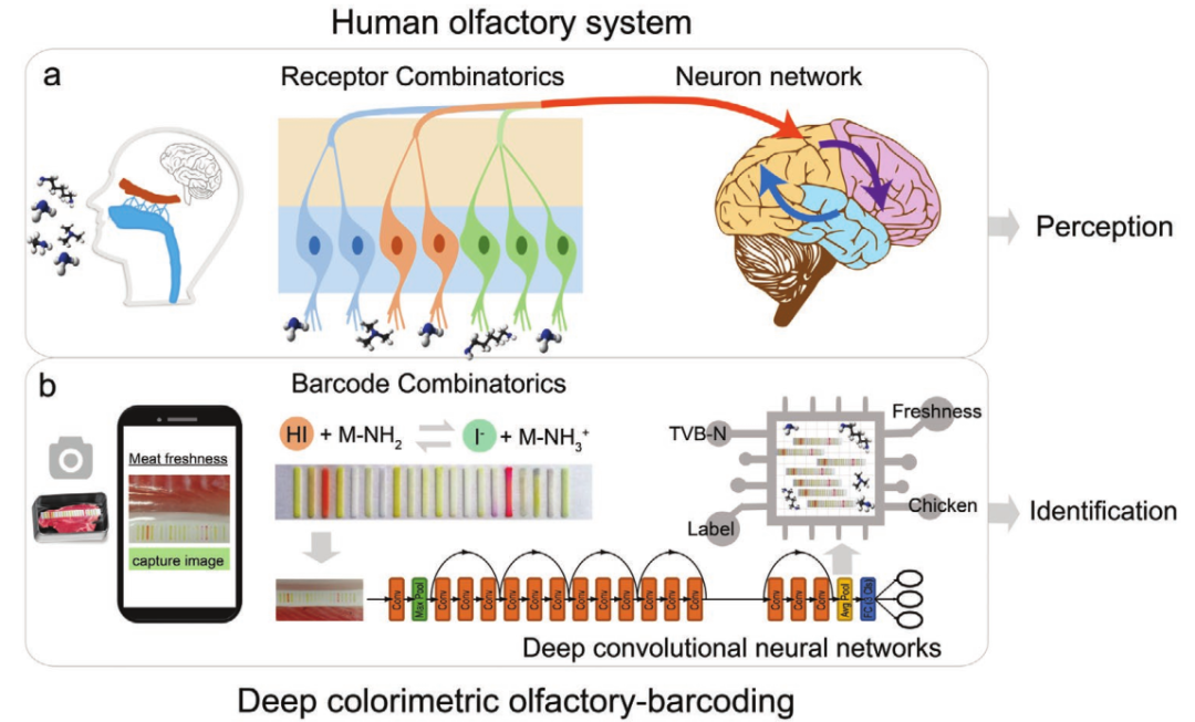 Scientists develop a bionic "electronic nose" to identify food ...