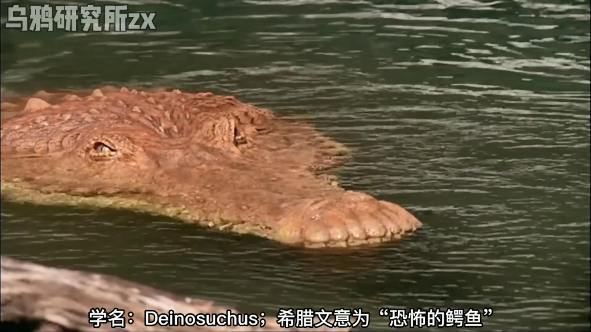 Three giant prehistoric crocodile, who is the king of crocodile - iNEWS