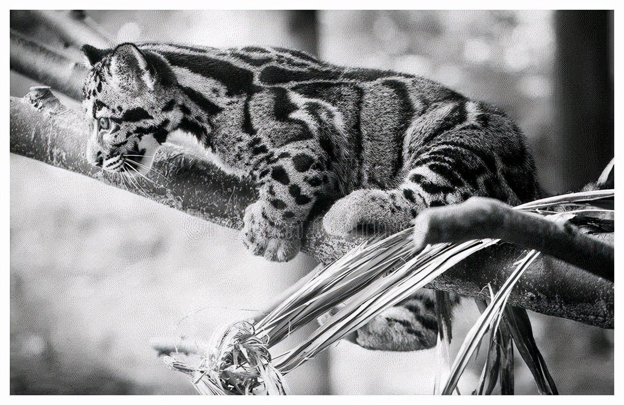 Strange things happened in the Himalayas?A species that has been ...