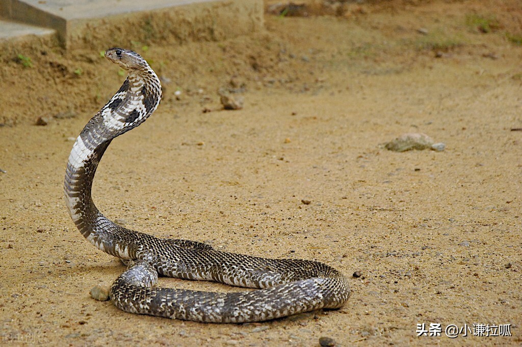 Why can a snake's head hurt after being cut off?These characteristics ...
