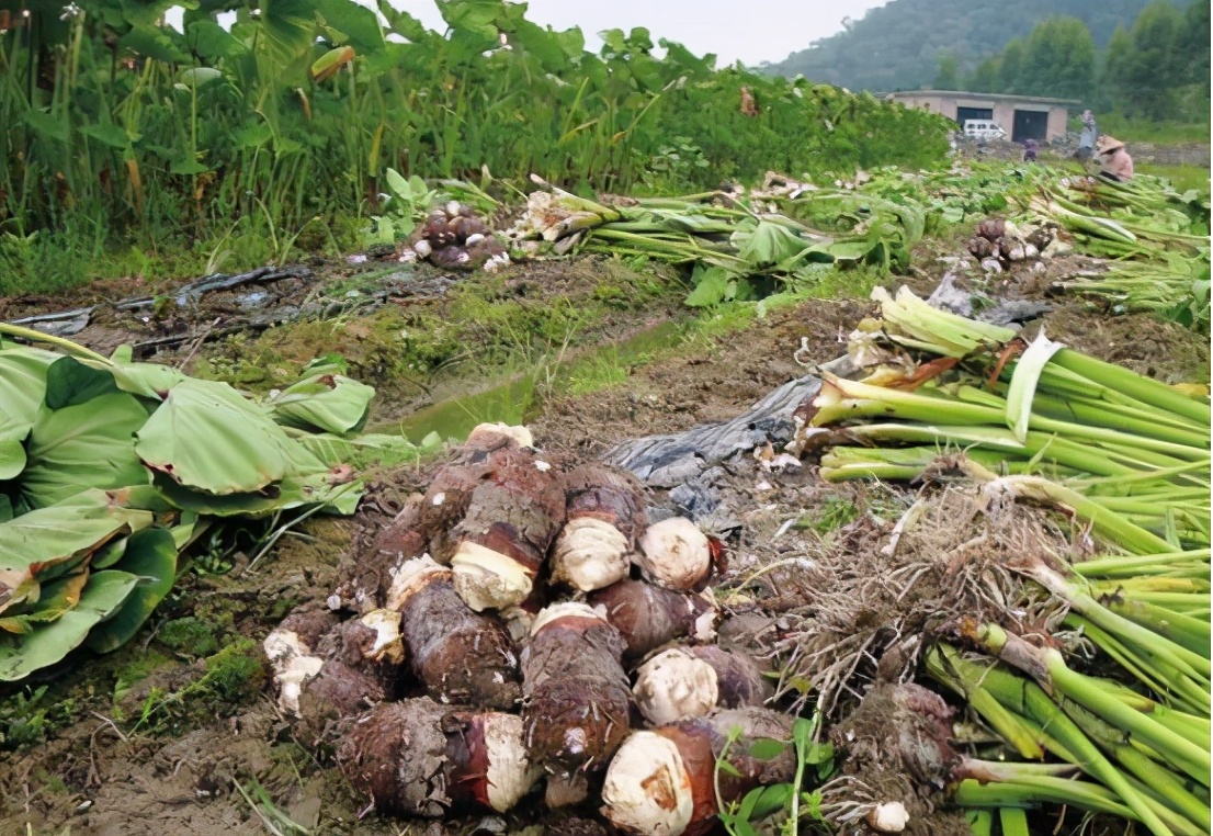 Taro Stem: It is numb and astringent and is often thrown away, but it ...