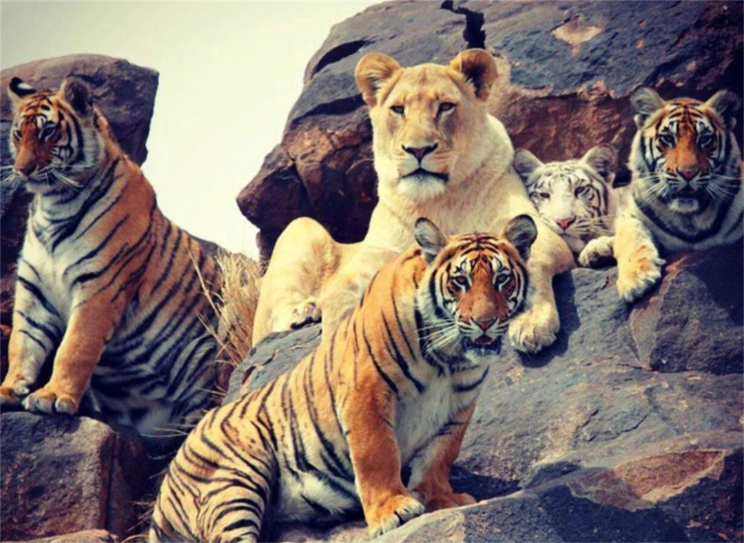 The truth about Laohu Valley: What happened to the two South China ...