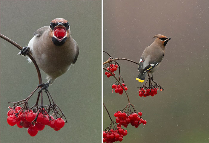 The photographer posted a bird "front VS side view" and netizens ...