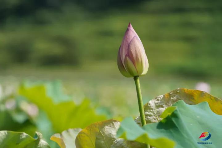 60 acres of mountain lotus blooms in Fengdu, waiting for you to enjoy ...