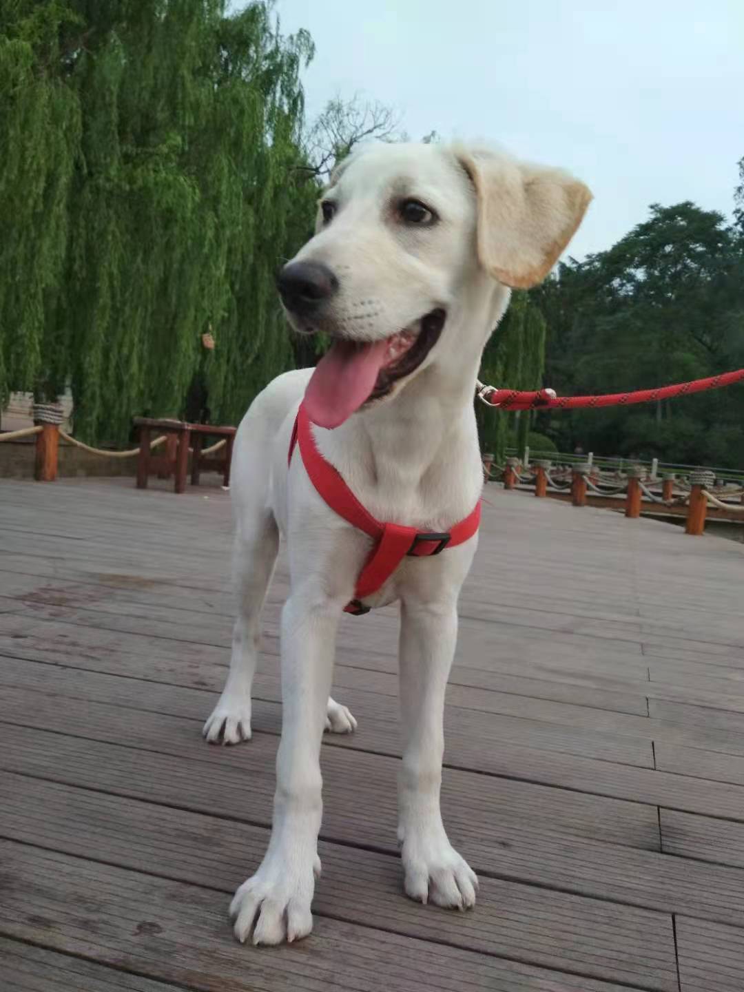 Handsome guy pulling a pig? - iNEWS