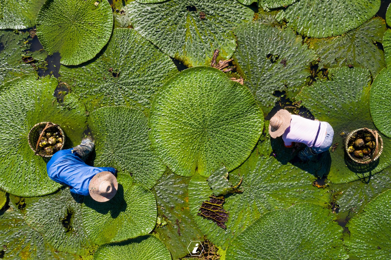 Chicken head rice is on the market - iNEWS