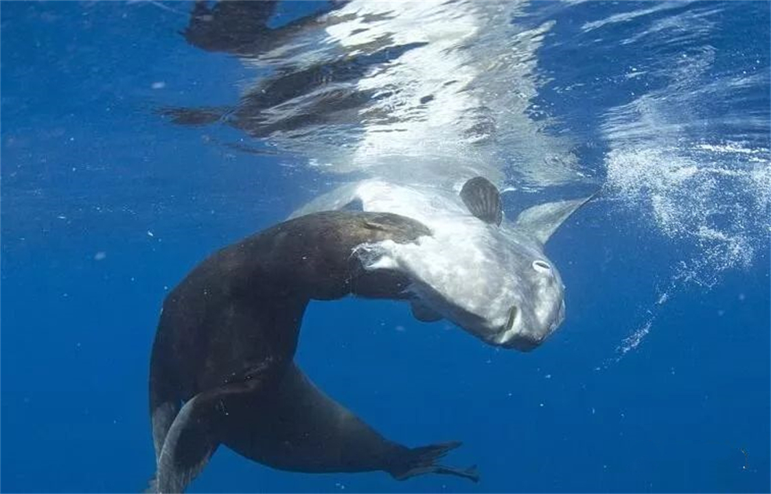 Why is the sunfish that won't escape even if it is bitten? - iNEWS