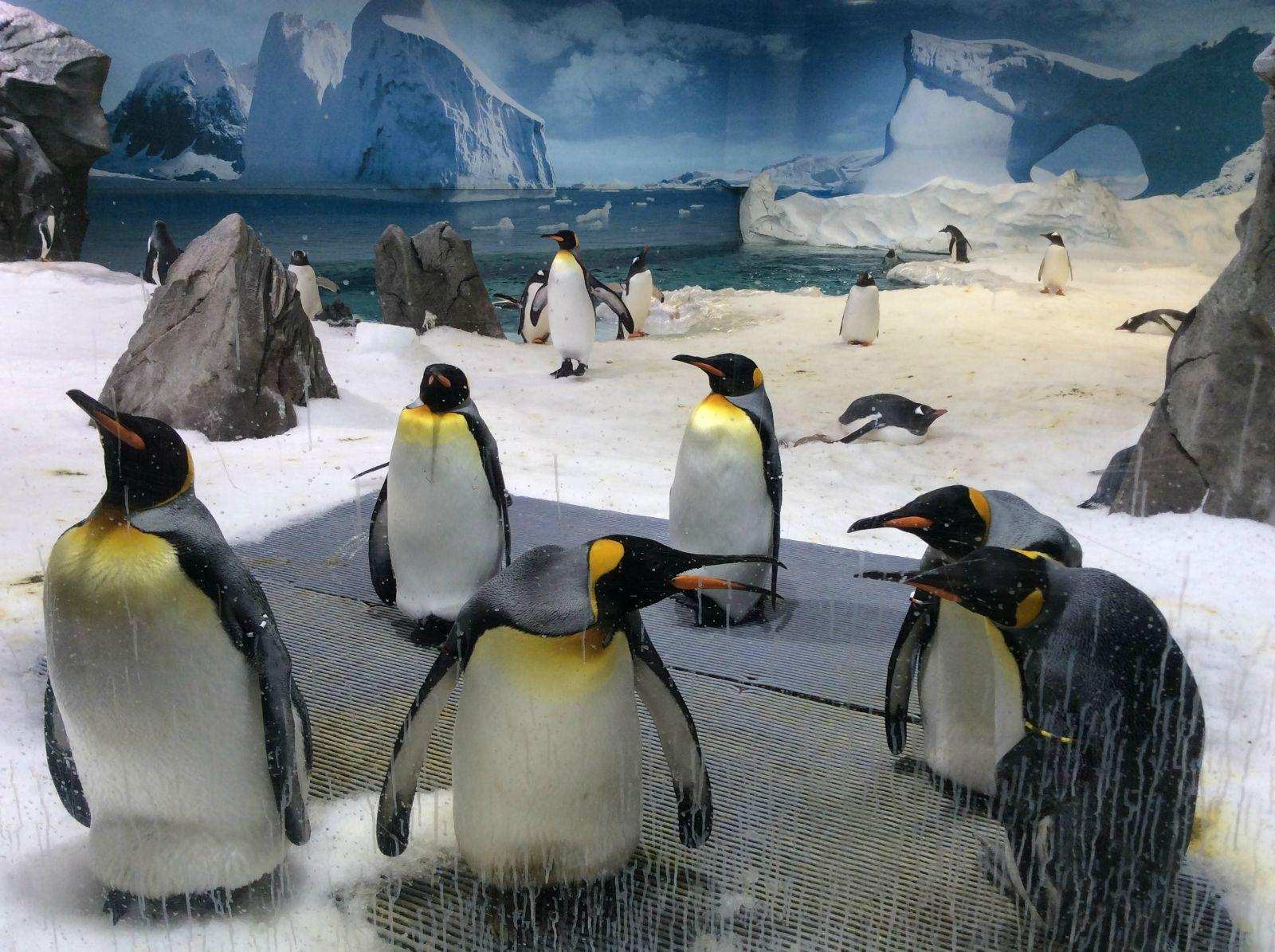 Can monogamous emperor penguins endure the temptation to mate after ...